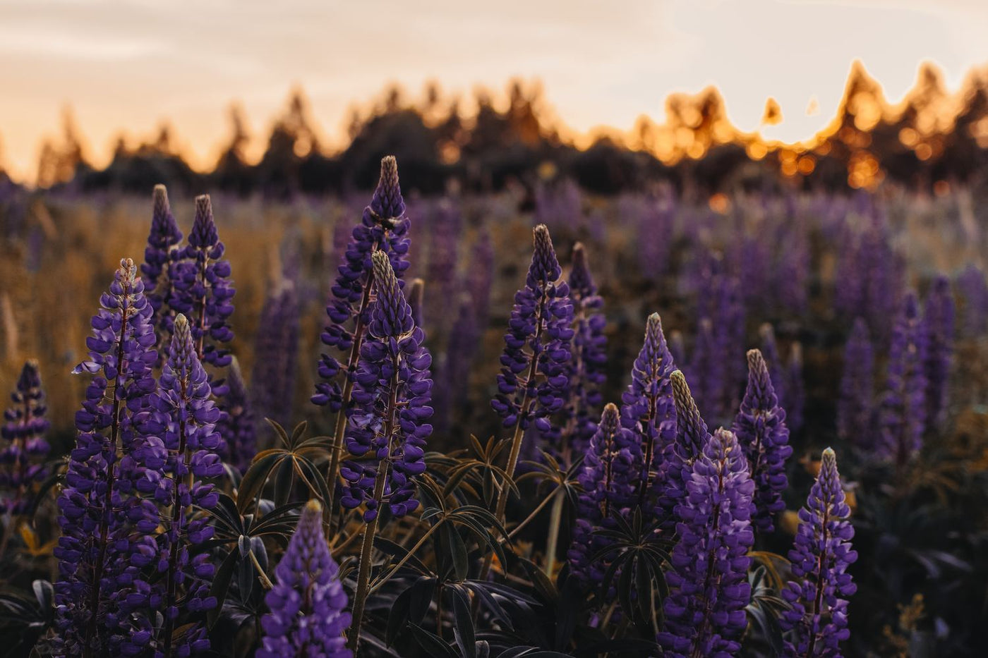 What is Lupin and why do we love it? Lean More | PBCo.